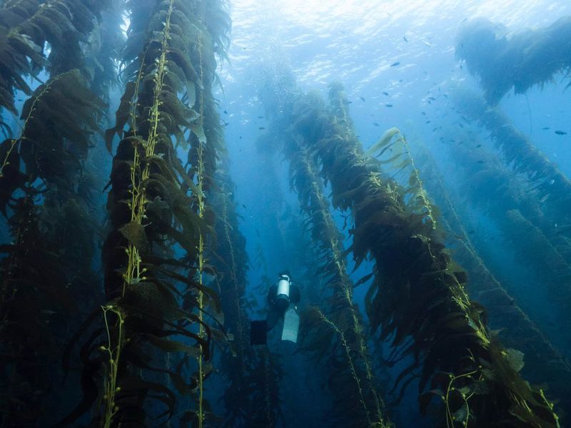 Roger Horrocks | Underwater Cinematographer