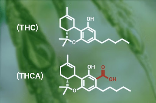 THC versus THCa - The Green Dragon CBD