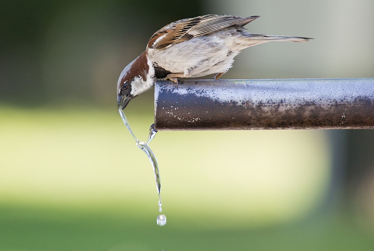 Water for songbirds - how & when to provide water for birds