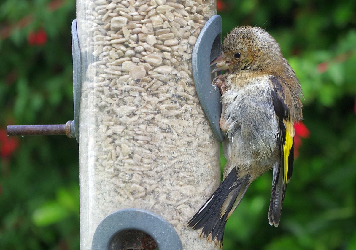 Tricomonosis in songbirds in the UK