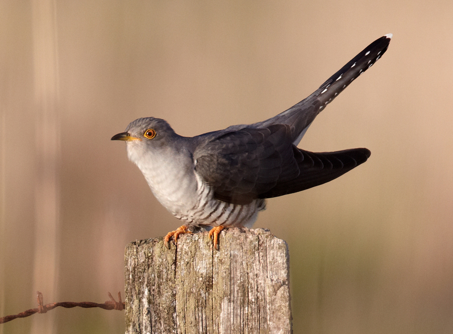 Cuckoo (Cuculus canorus) - songbird factfile