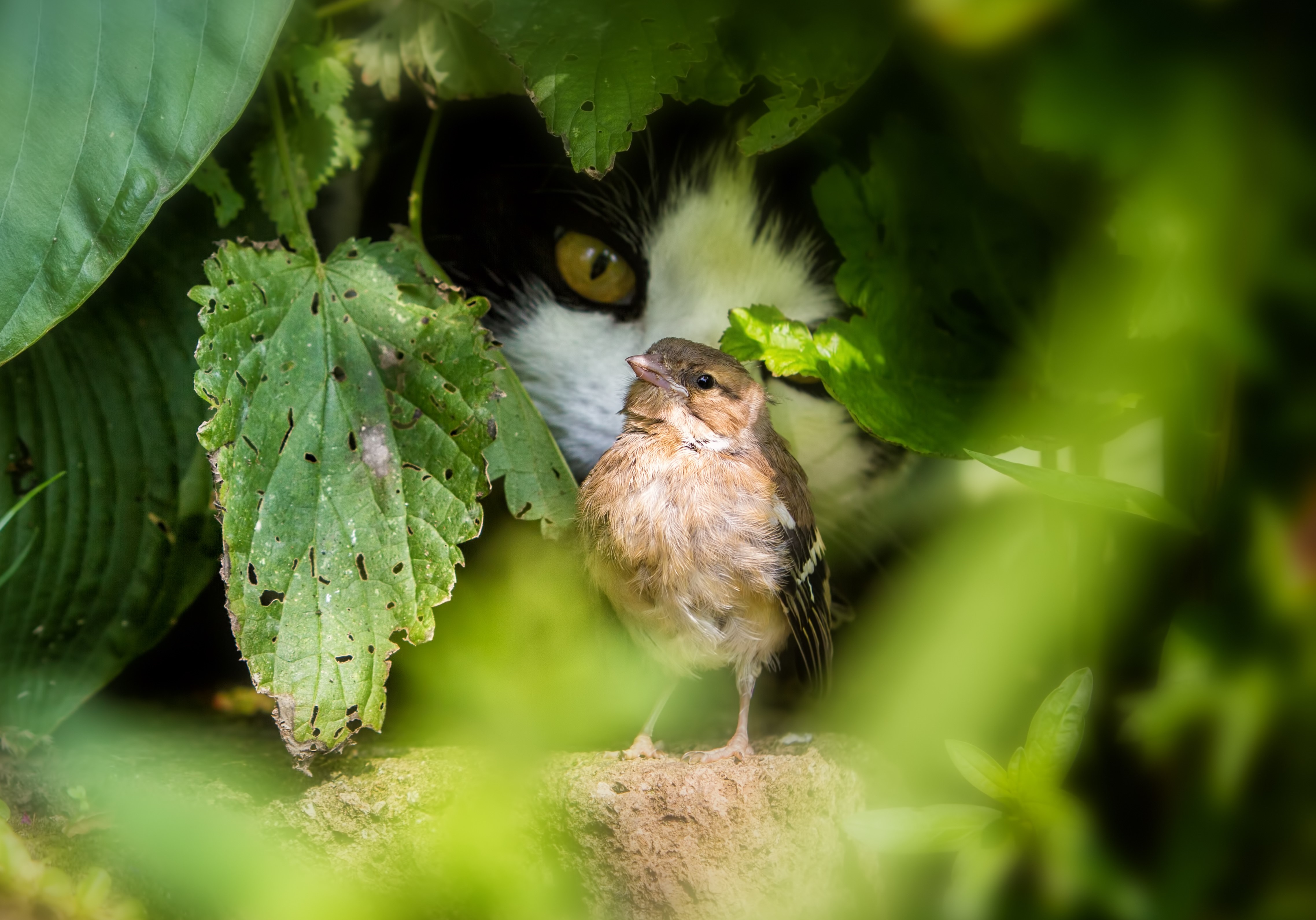 Researchers identify five types of cat owner
