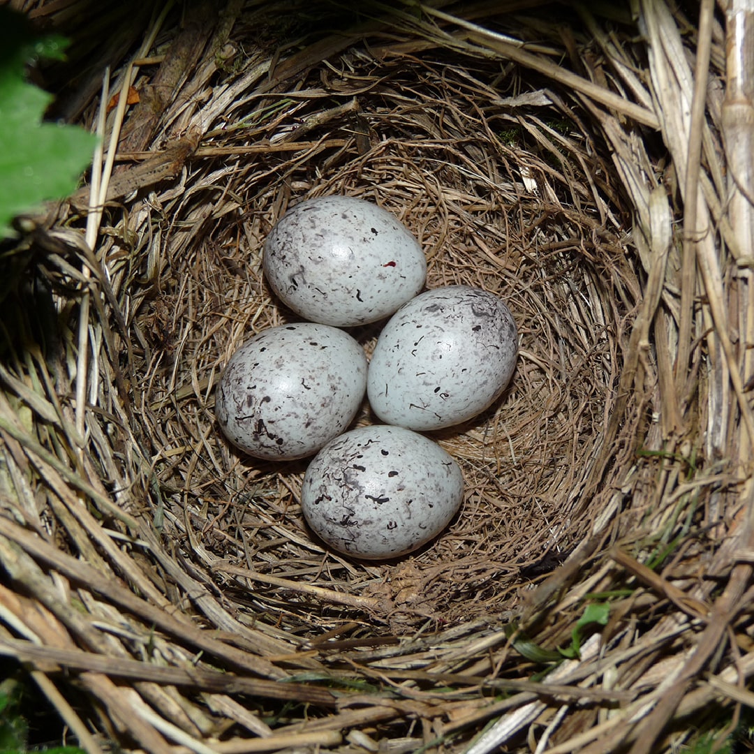 YELLOWHAMMER (Emberiza citrinella) - songbird factfile