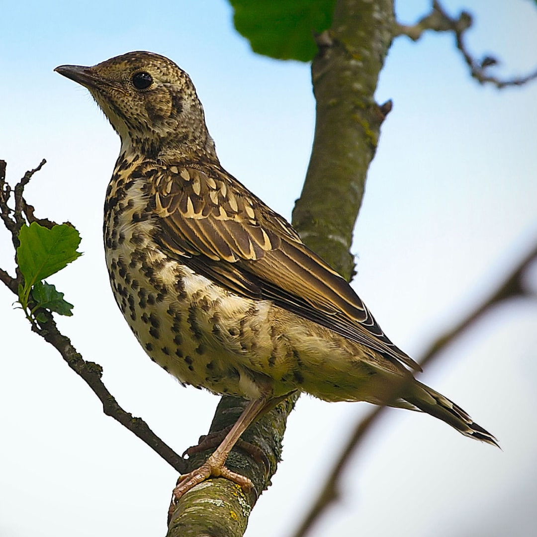 MISTLE THRUSH (Turdus viscivorus) - songbird factfile