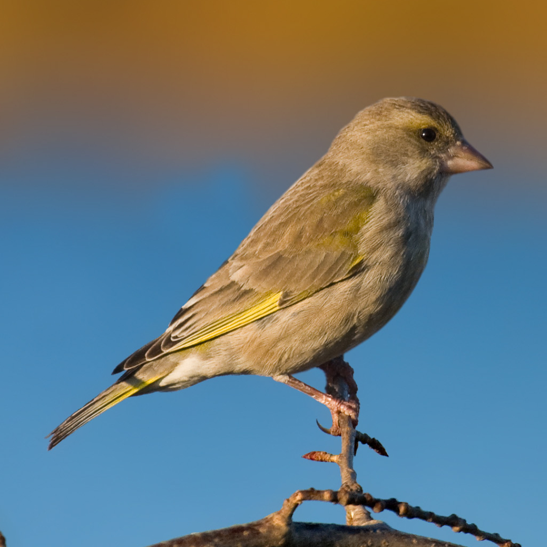 GREENFINCH (Chloris chloris) - songbird factfile
