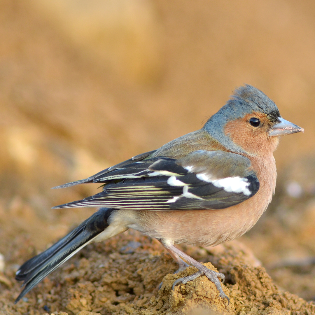 CHAFFINCH (Fringilla coelebs) - songbird factfile