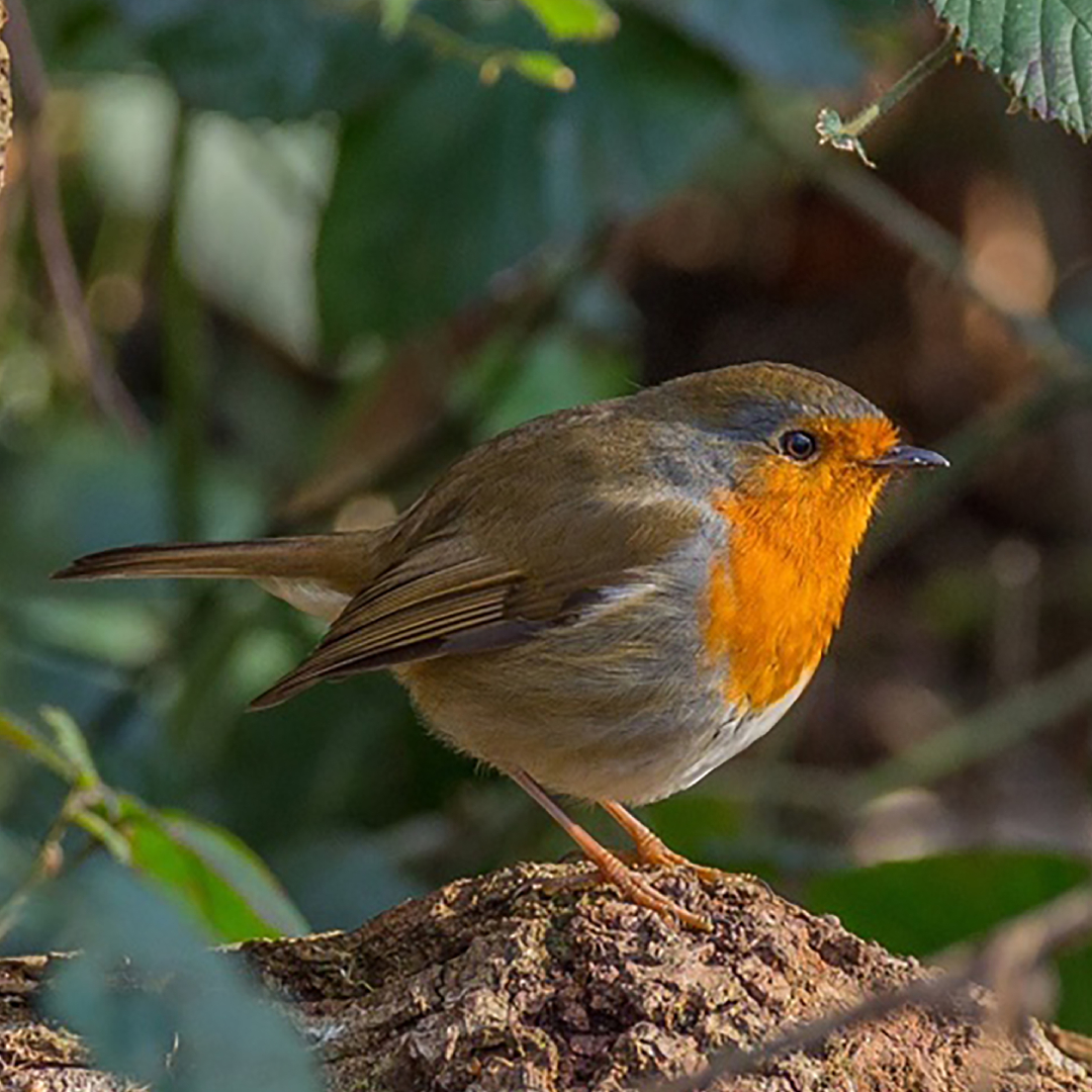 ROBIN (Erithacus rubecula) - songbird factfile