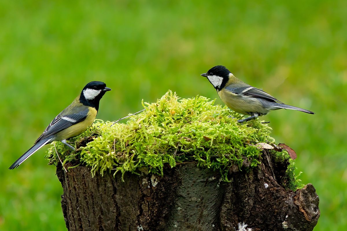 GREAT TIT (Parus major) - songbird factfile