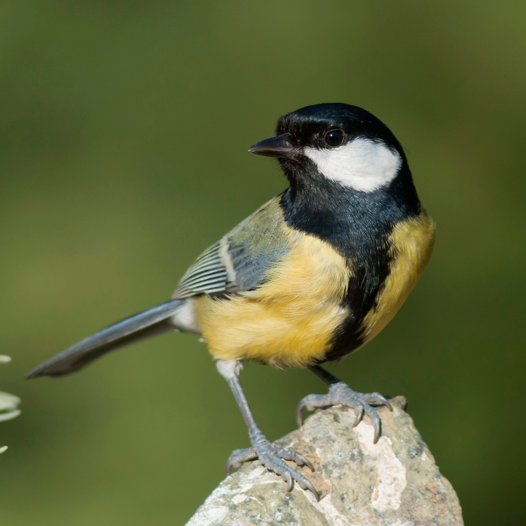 GREAT TIT (Parus major) - songbird factfile