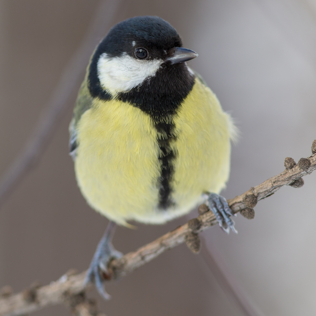 GREAT TIT (Parus major) - songbird factfile