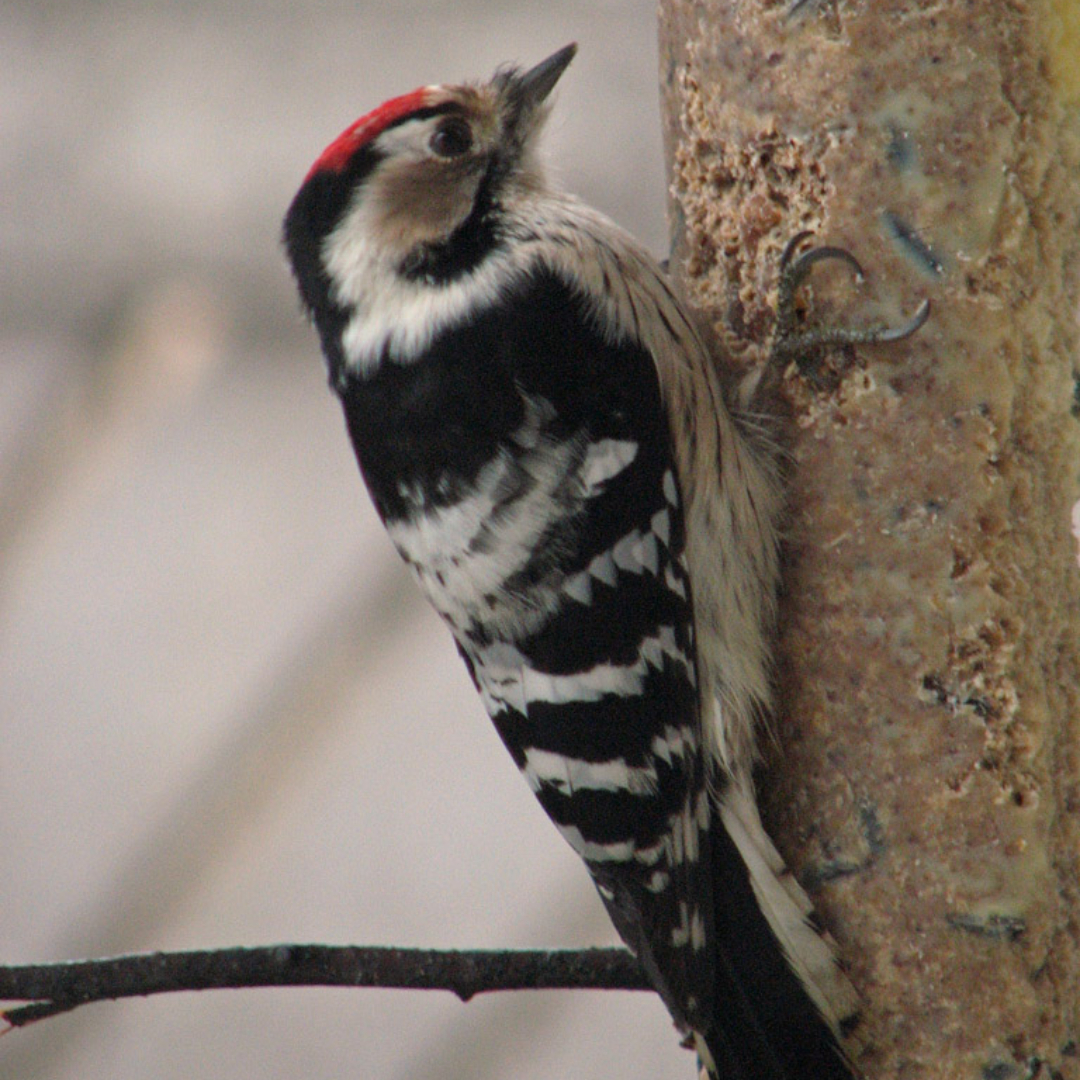 LESSER SPOTTED WOODPECKER (Dryobates minor) - songbird factfile