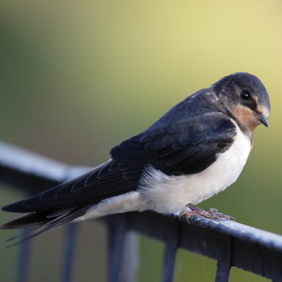 SWALLOW (Hirundo rustica) - songbird factfile