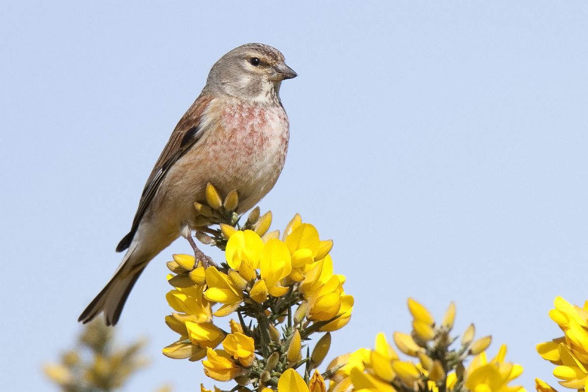 LINNET (Linaria cannabina) - songbird factfile