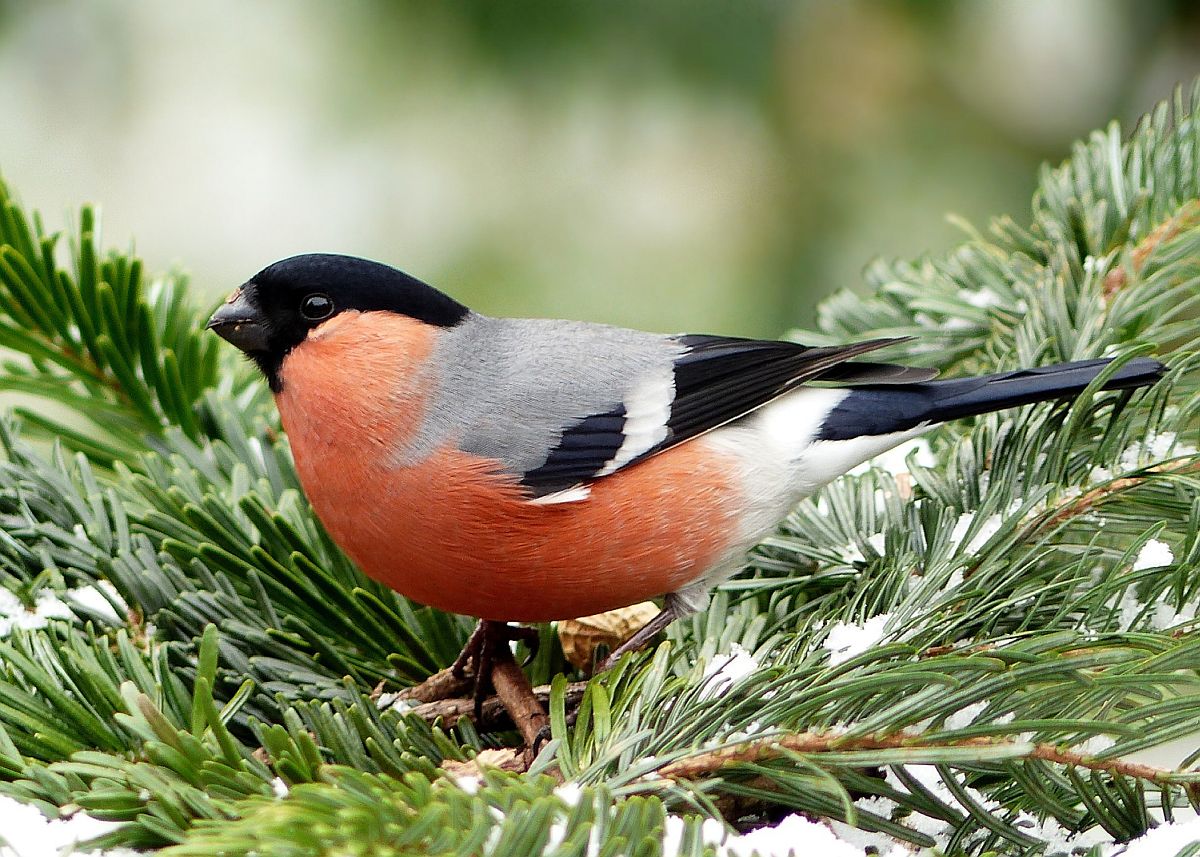BULLFINCH (Pyrrhula pyrrhula) - songbird factfile