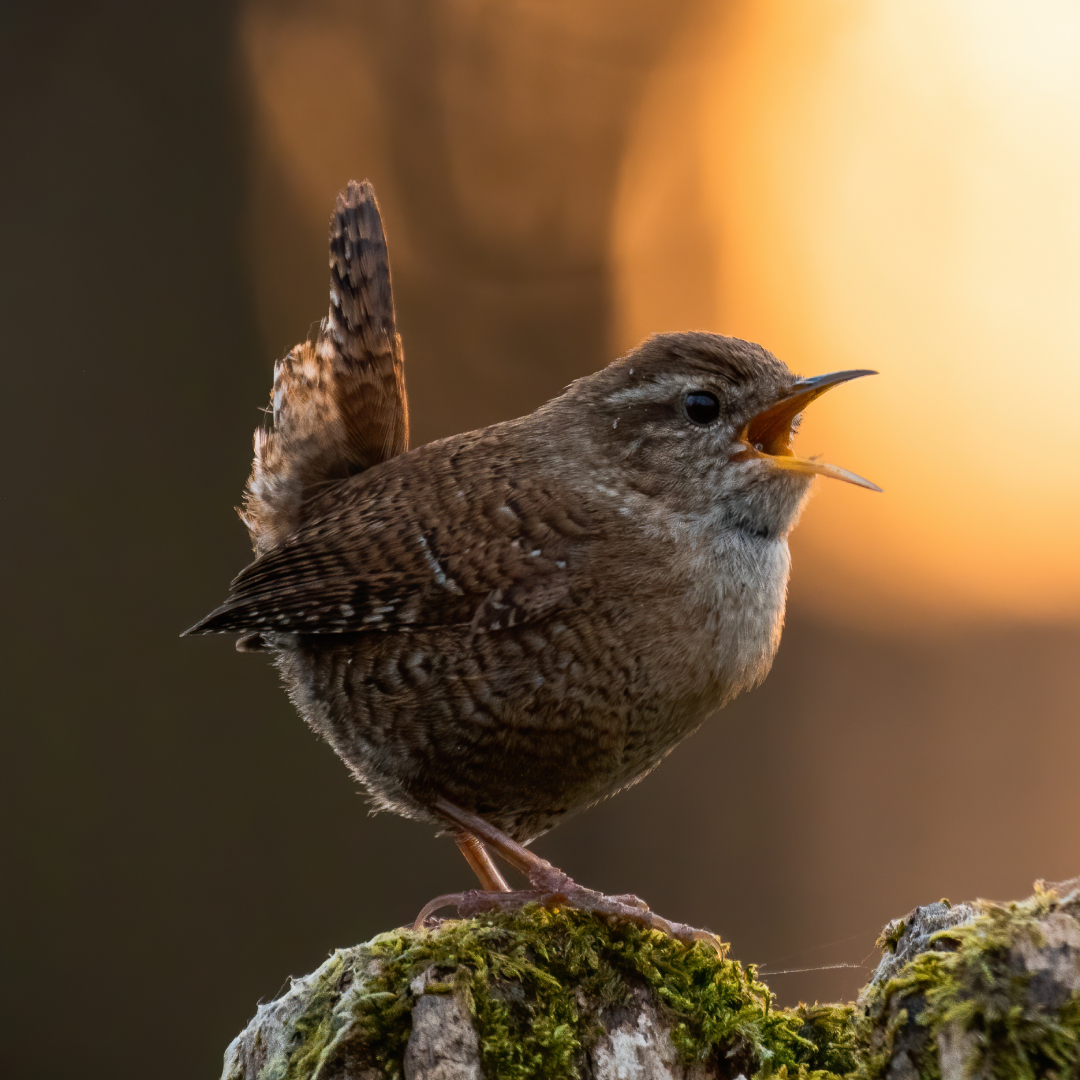 WREN (Troglodytes troglodytes) - songbird factfile