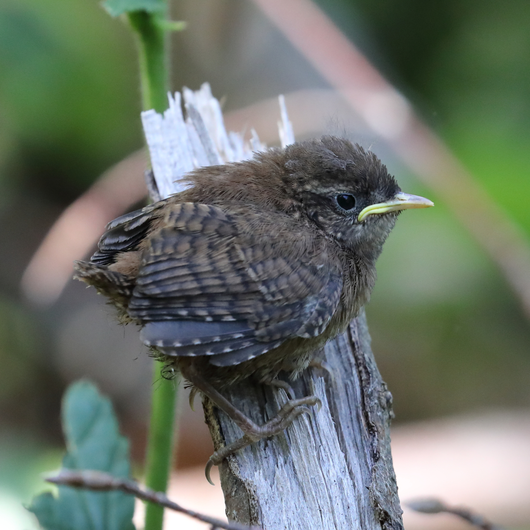 WREN (Troglodytes troglodytes) - songbird factfile