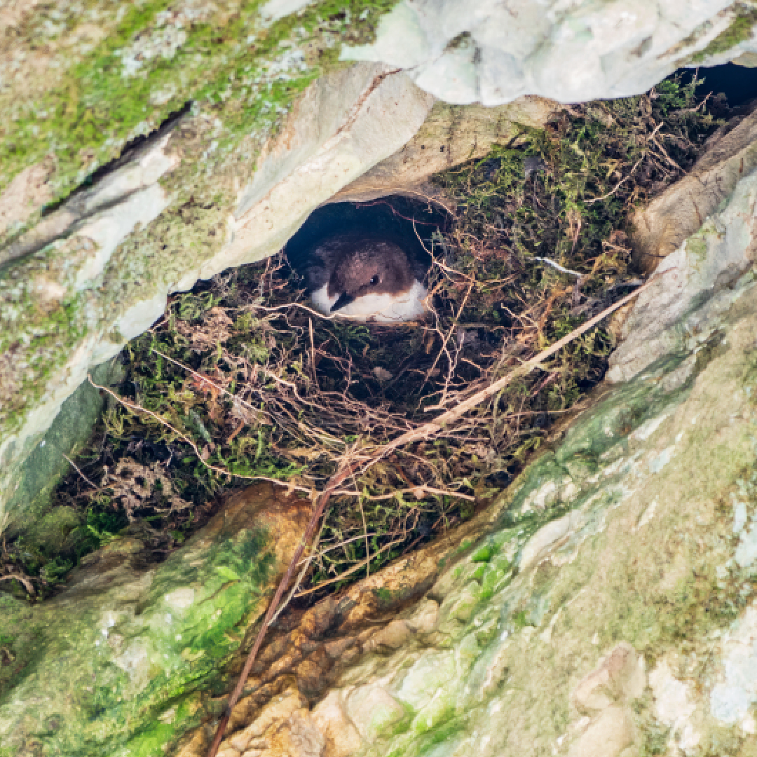 DIPPER (Cinclus cinclus) - songbird factfile
