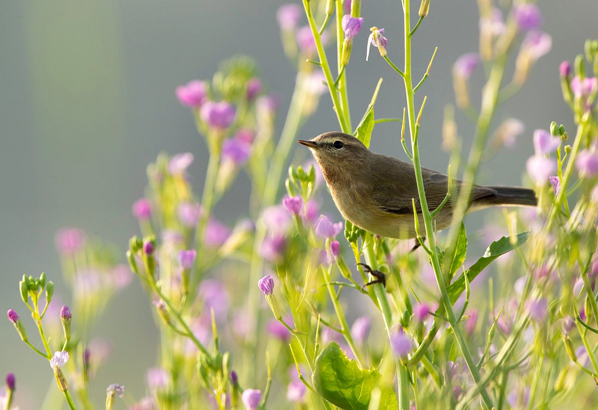 CHIFFCHAFF (Phylloscopus collybita) - songbird factfile