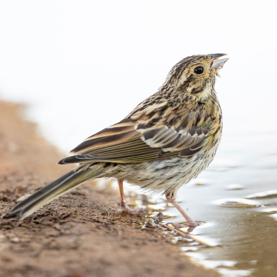 CIRL BUNTING (Emberiza cirlus) - songbird factfile