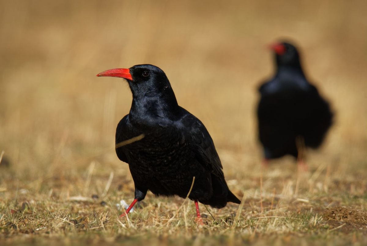 CHOUGH (Pyrrhocorax pyrrhocorax) - songbird factfile
