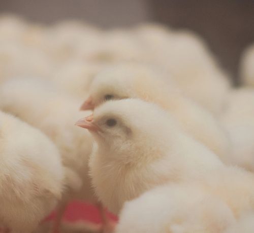 Hester Biosciences Limited