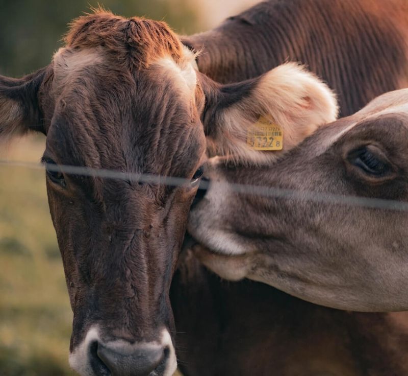 Hester Biosciences Limited