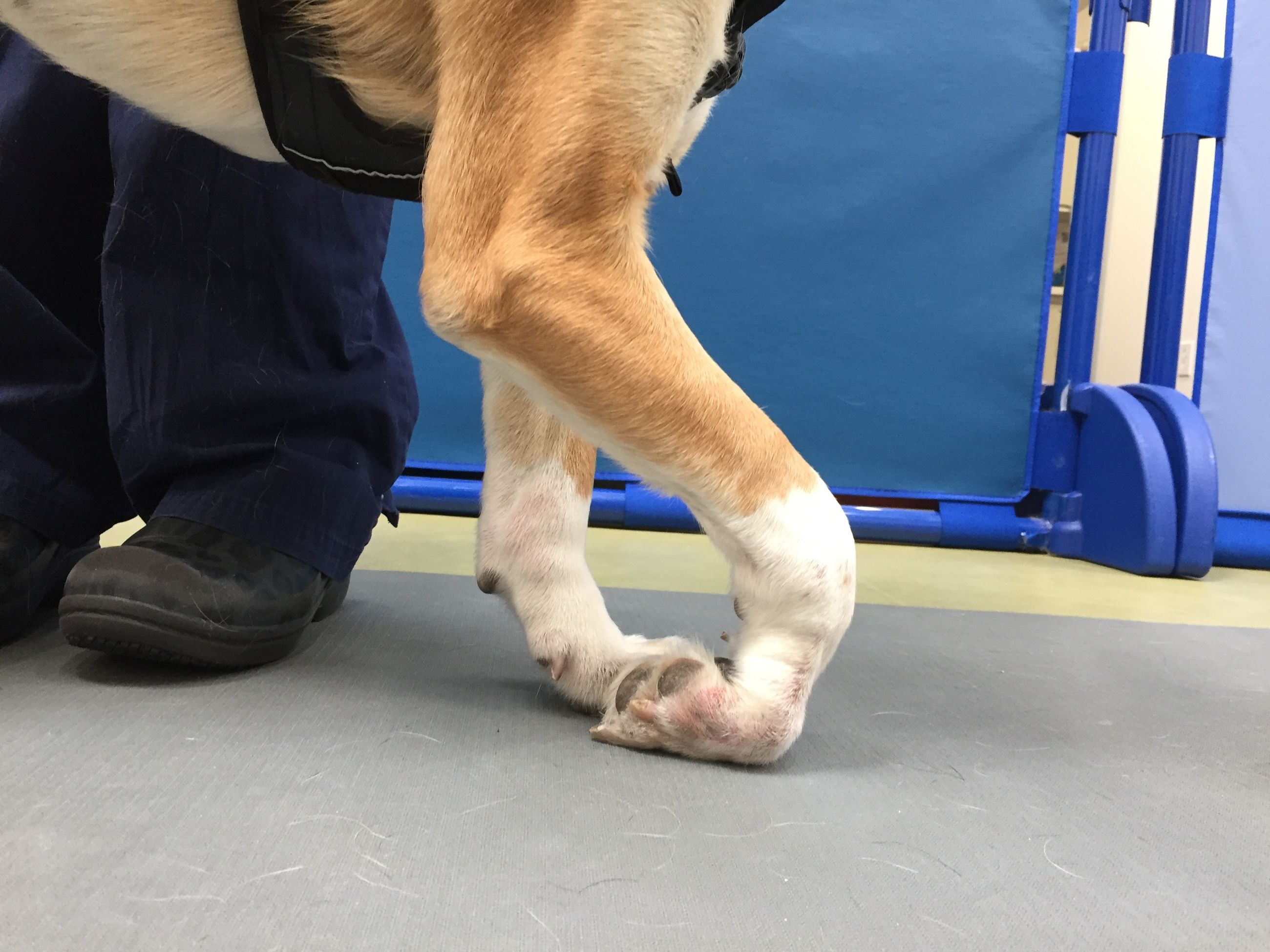 Brachial Plexus Injury in Dogs: Causes and Ways to Help Your Dog