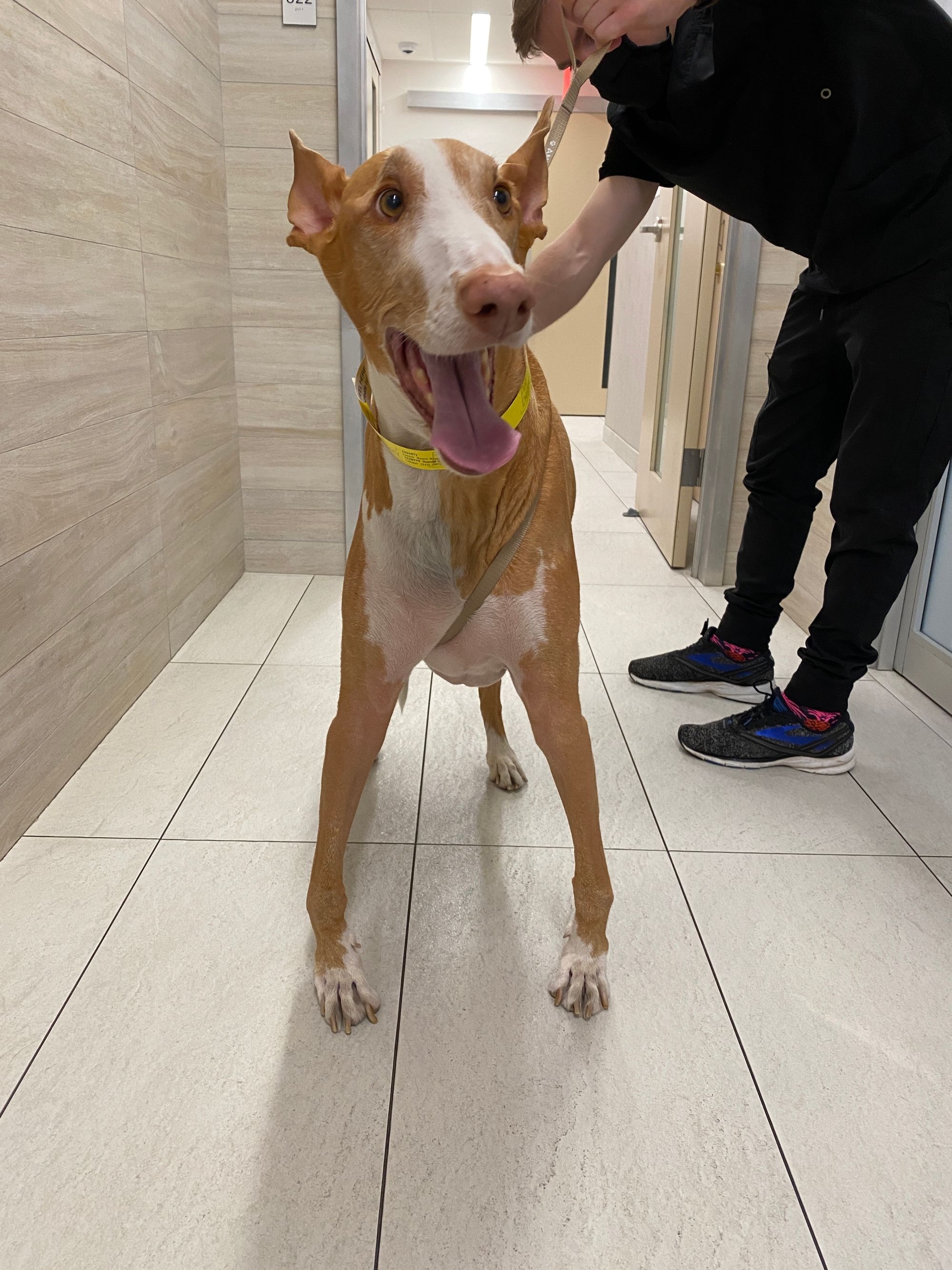 Carpal varus in Dogs: Causes and Ways to Help Your Dog