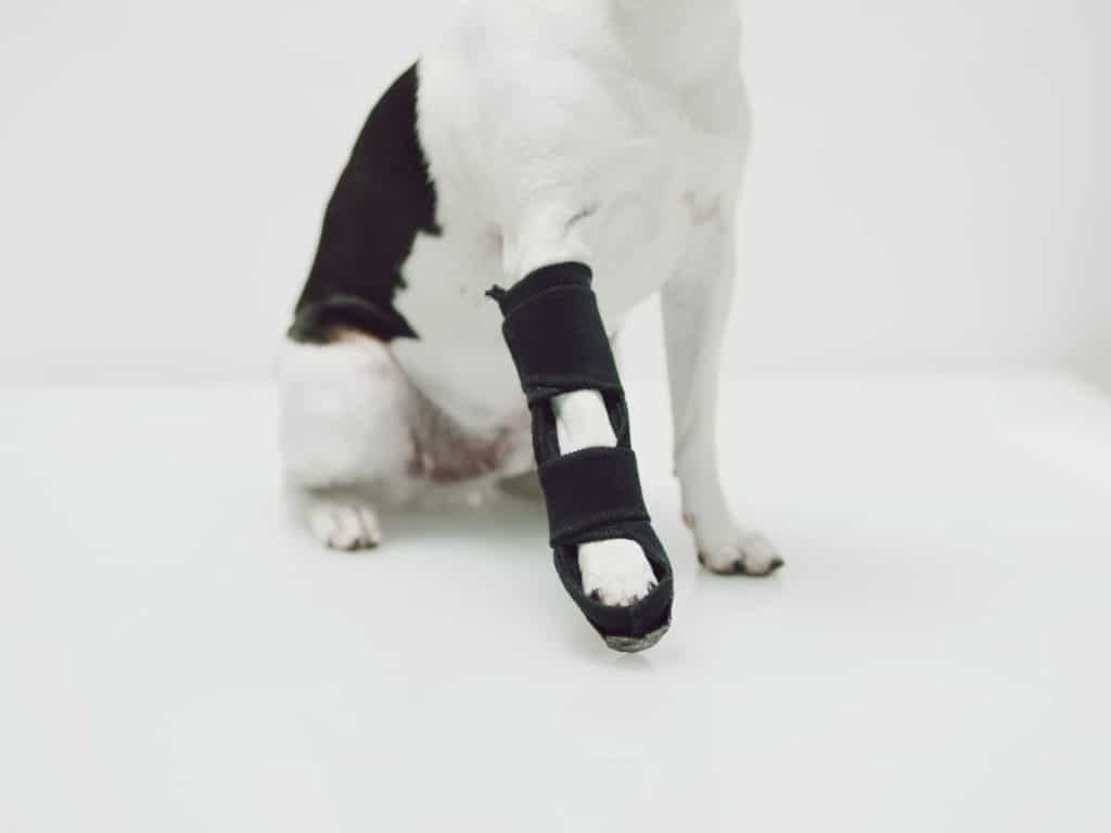 OrthoPets and Dassiet Collaboration
