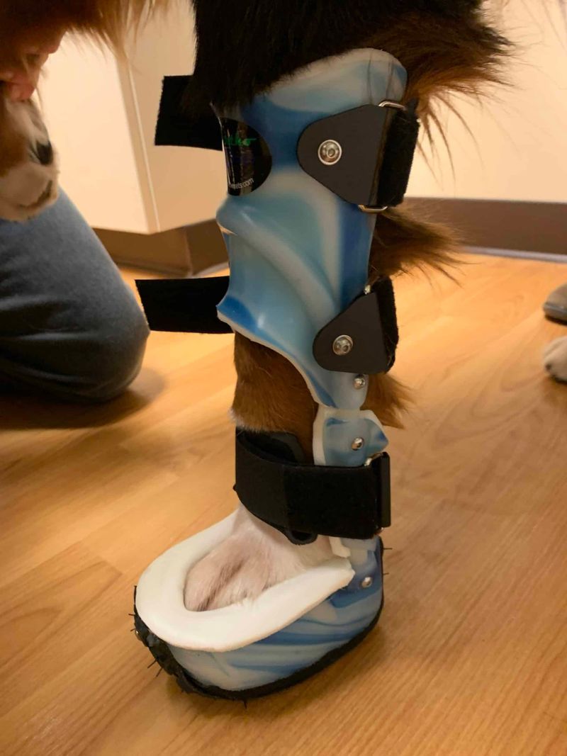 Melba and Her OrthoPets Stifle Device (Dog Knee Brace)