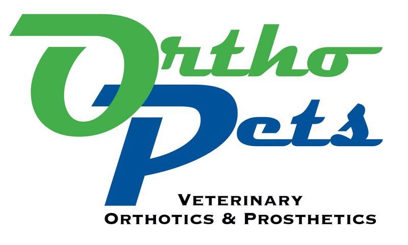 Nugget and Her OrthoPets Prosthetic Device