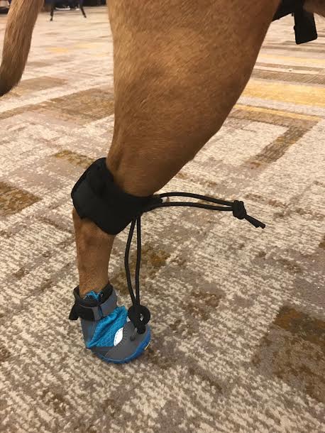 About the OrthoPets Toe-Up Sling