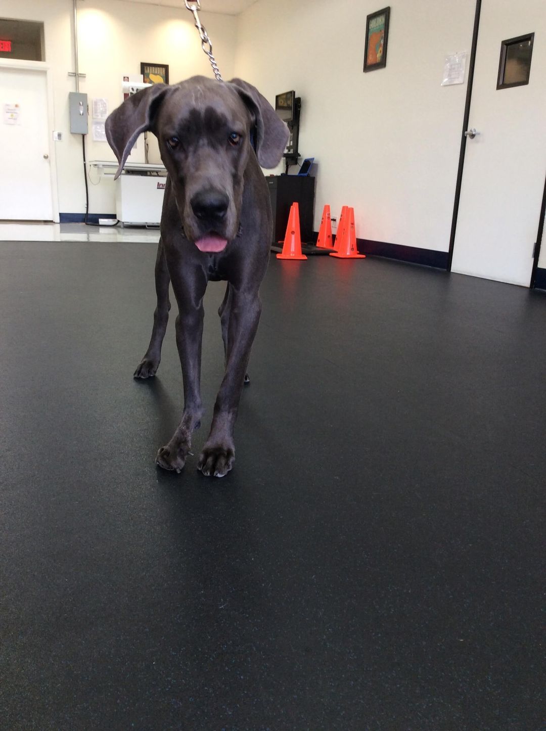 Angular limb deformities in Dogs: Causes and Ways to Help Your Dog