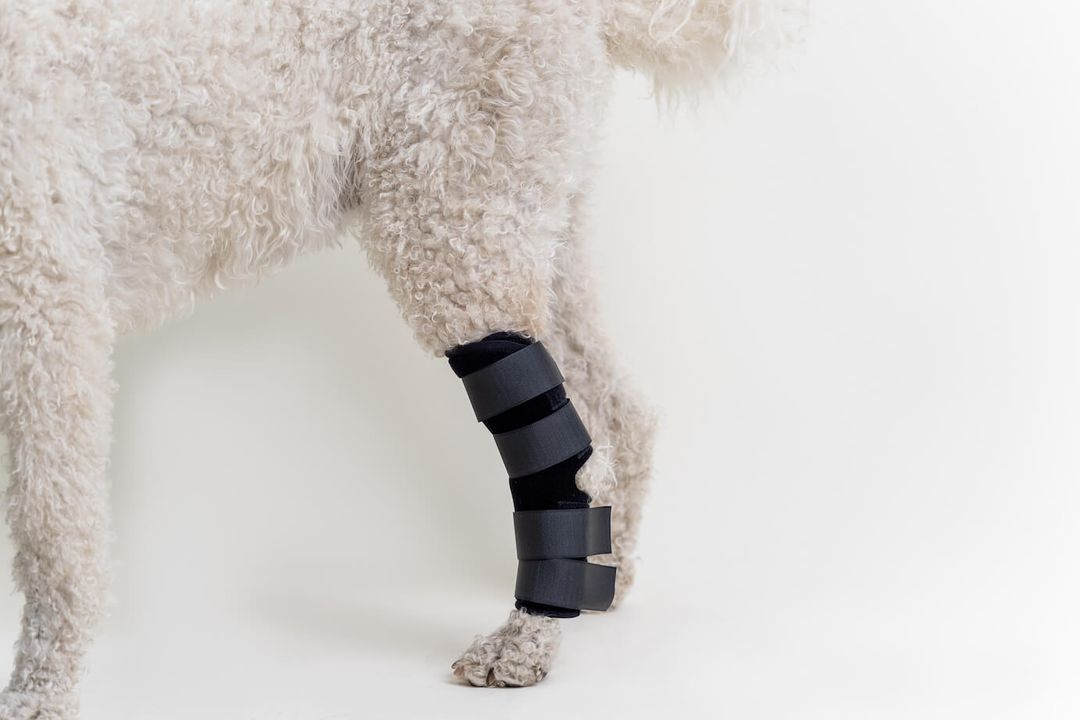 Prosthetic Solutions | Dog Prosthetics Devices | - Hock Brace, Paw ...