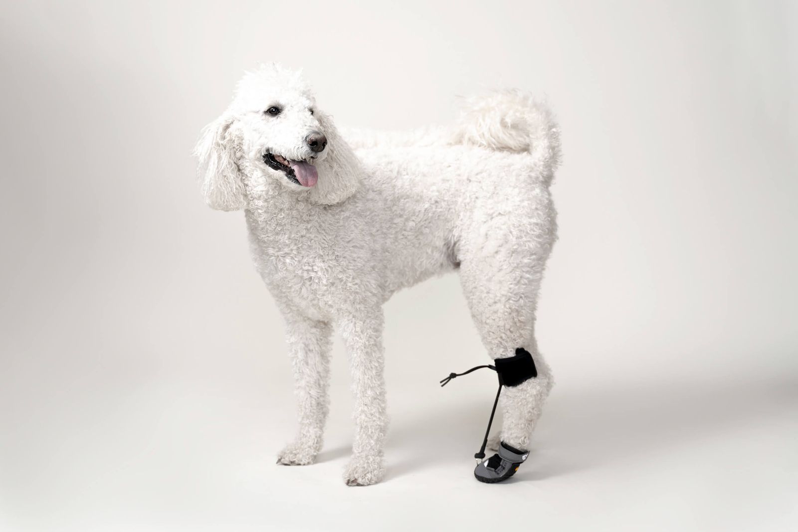 Prosthetic Solutions | Dog Prosthetics Devices | - Hock Brace, Paw ...