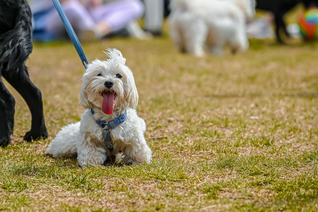 OrthoPets Blog