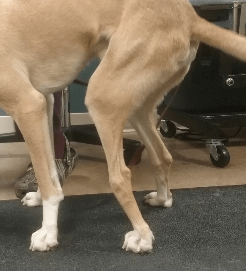 Hock/Ankle Hyperextension in Dogs: Causes and Ways to Help Your Dog