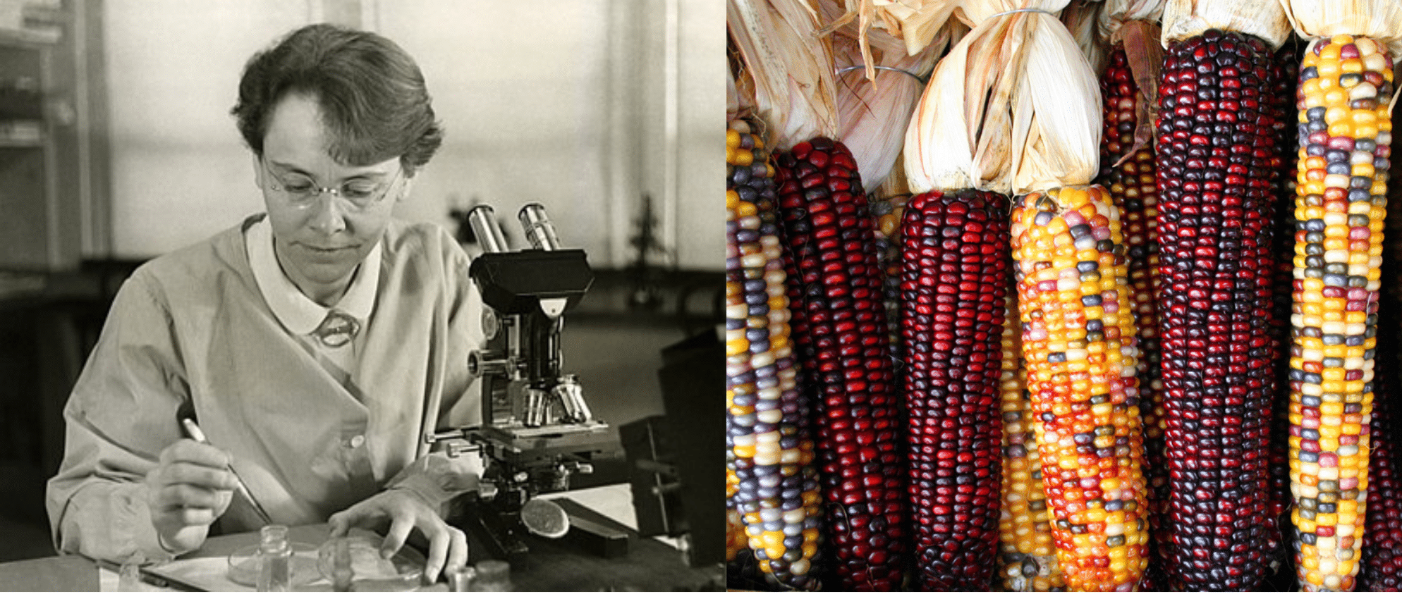 Meet the Heroes You Never Knew You Had - SynBioBeta