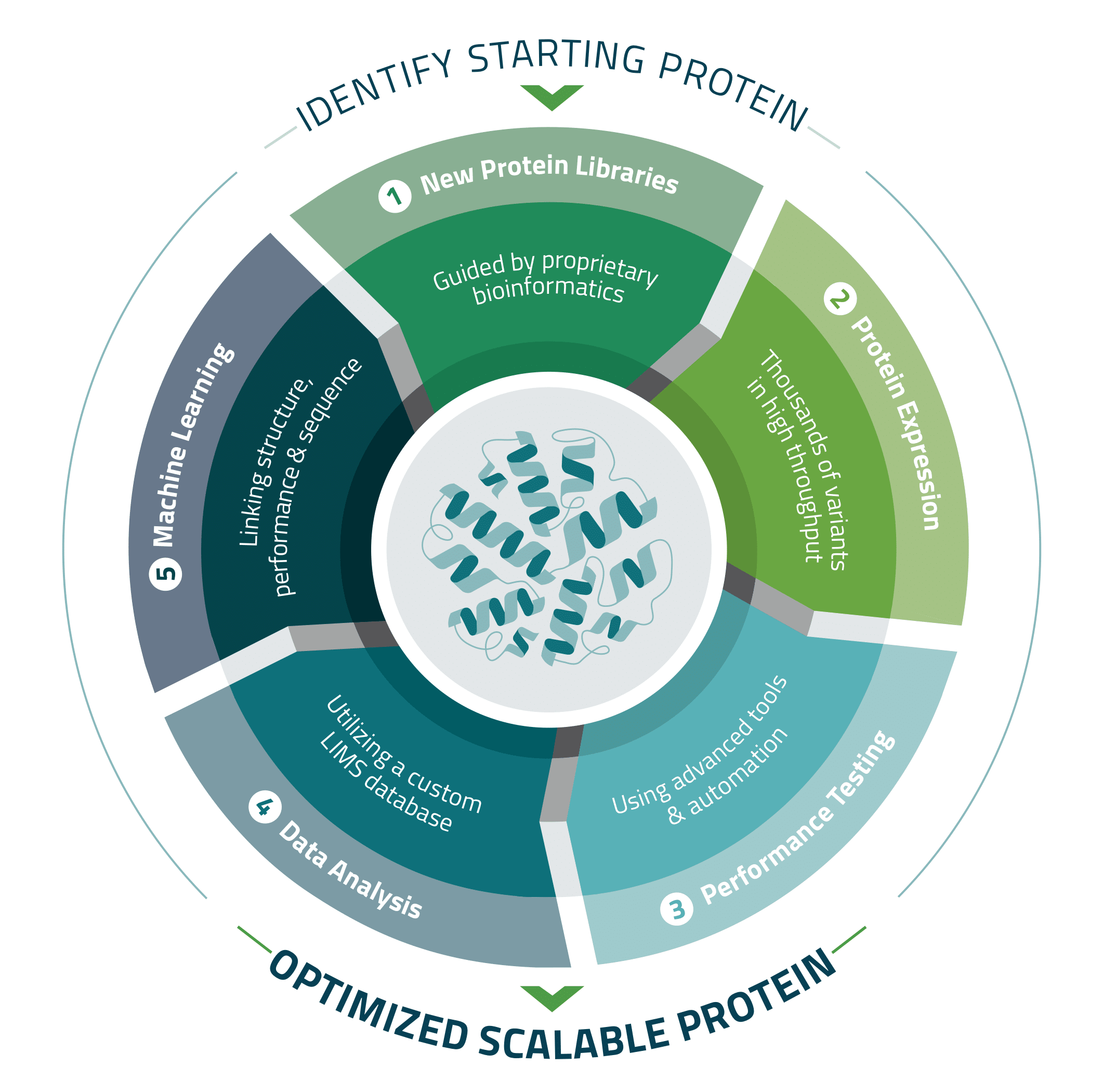 Building a protein killer app with the synthetic biology wheel - SynBioBeta