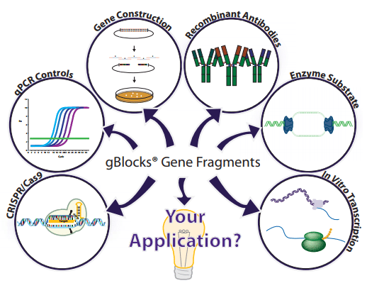 Meet Adam Clore, IDT’s Synthetic Biology Veteran - SynBioBeta