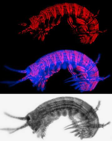 Synthego Announces First-of-its-kind CRISPR Kit - SynBioBeta