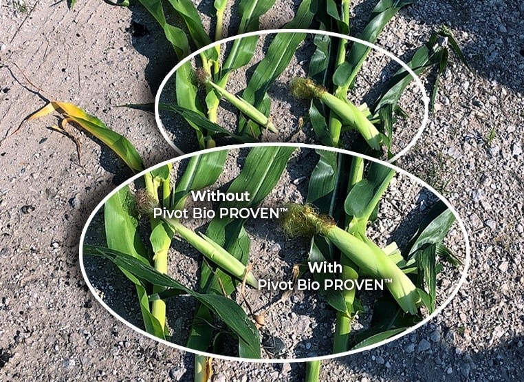 Pivot Bio: Re-Awakening the Agricultural Microbiome - SynBioBeta