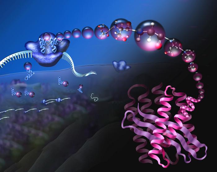 Novel Biopolymers: Creating a Fully Programmable Protein-Translation ...