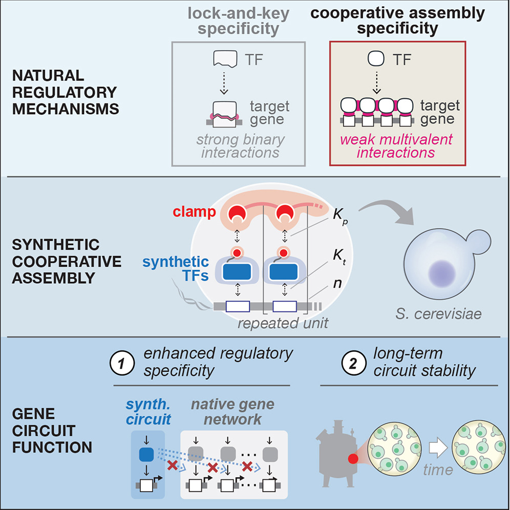 Bioengineers Unveil Method to Profoundly Improve Gene Activation ...