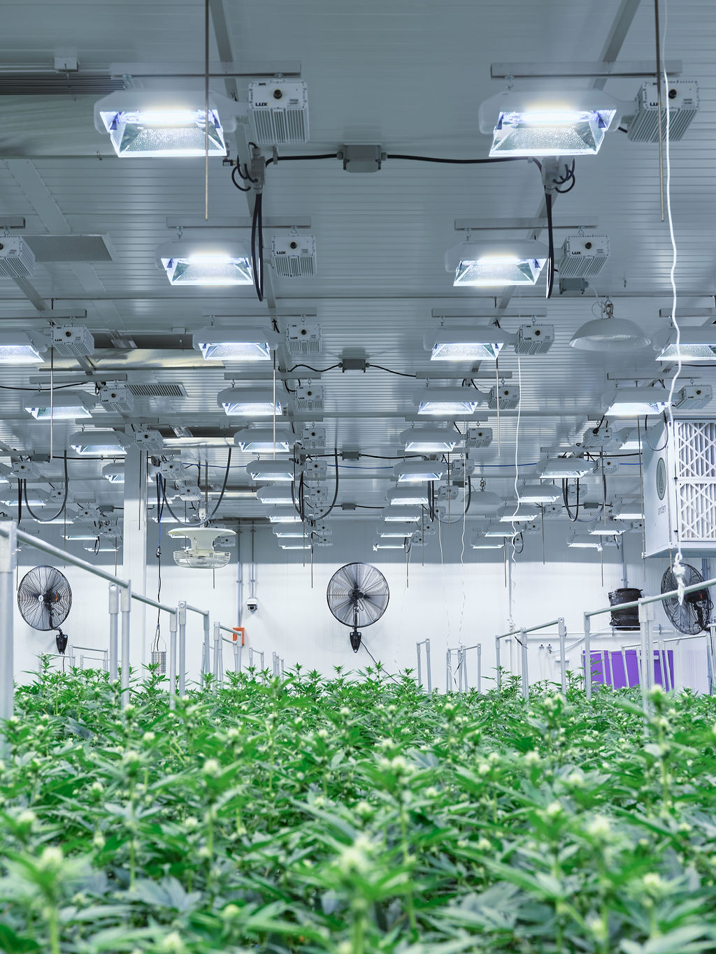 Home [www.purplefarm.ca]