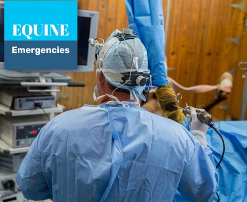 Countryside Vets - Kind Care & Modern Medicine Since 1991