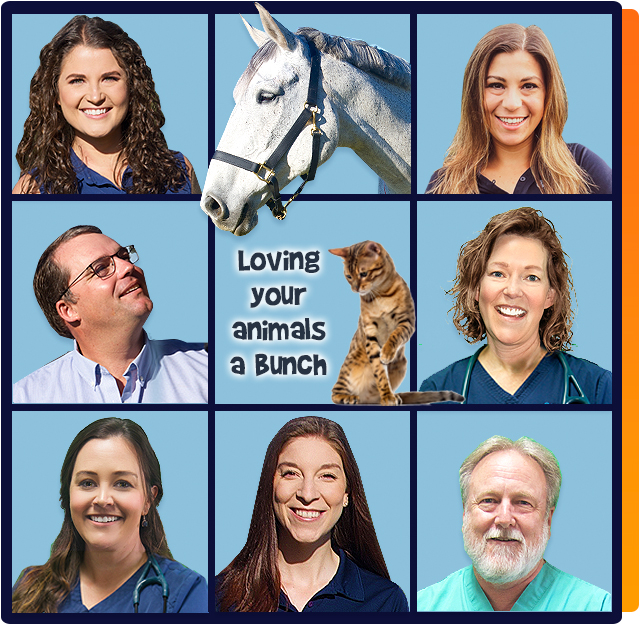 Countryside Vets - Kind Care & Modern Medicine Since 1991