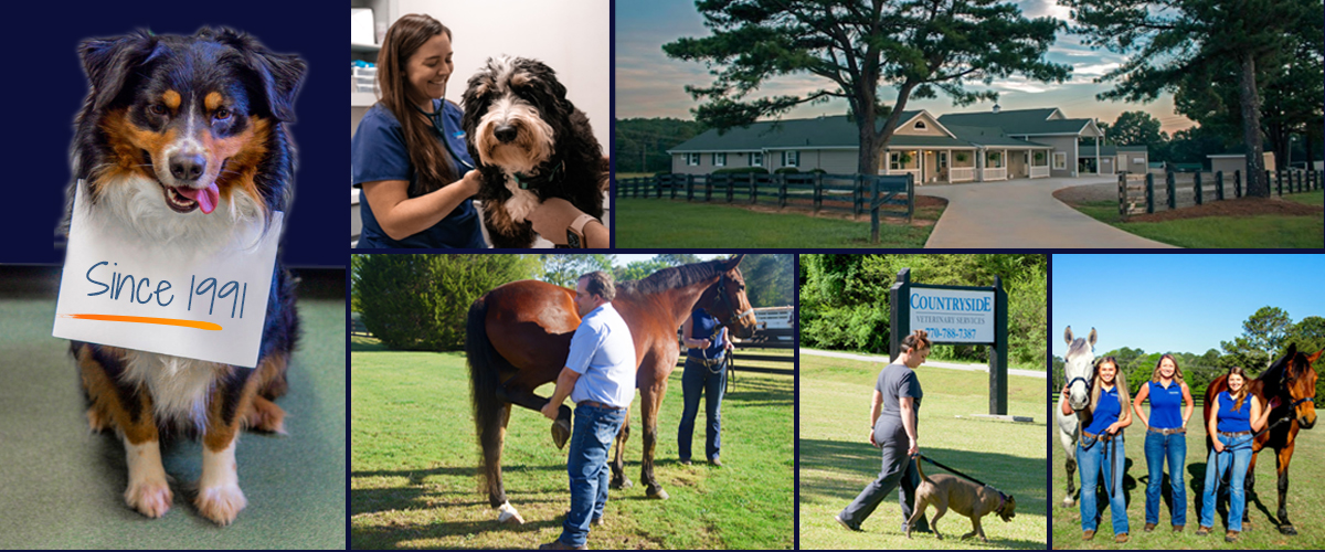 Countryside Vets - Kind Care & Modern Medicine Since 1991