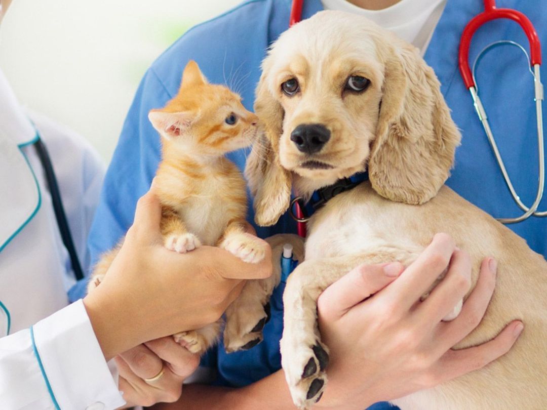 Countryside Veterinary Services - Kind Care & Modern Medicine Since 1991