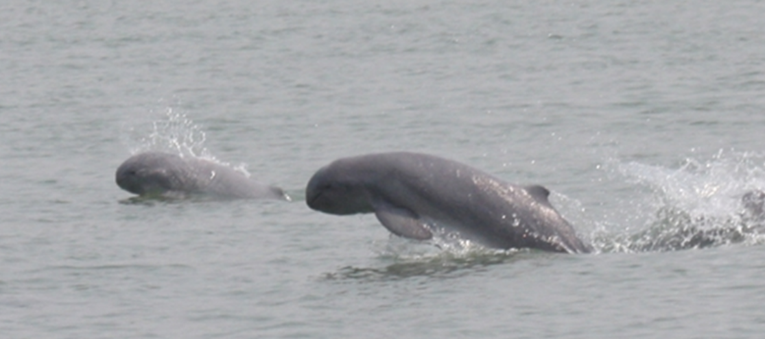 Reason behind the Death of Irrawaddy Dolphins